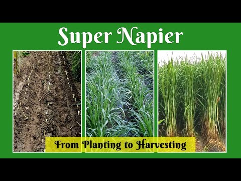 Super Napier Grass Seeds| Khet Ki Dawai